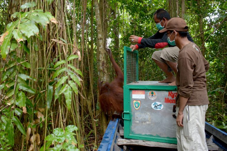 Mawas - Borneo Orangutan Survival Australia