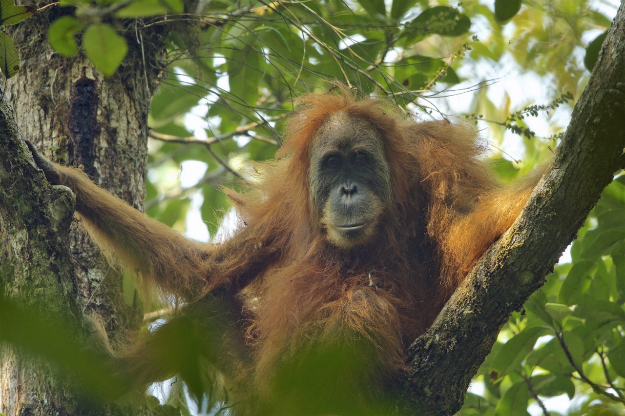 Pongo_tapanuliensis_female - Borneo Orangutan Survival Australia