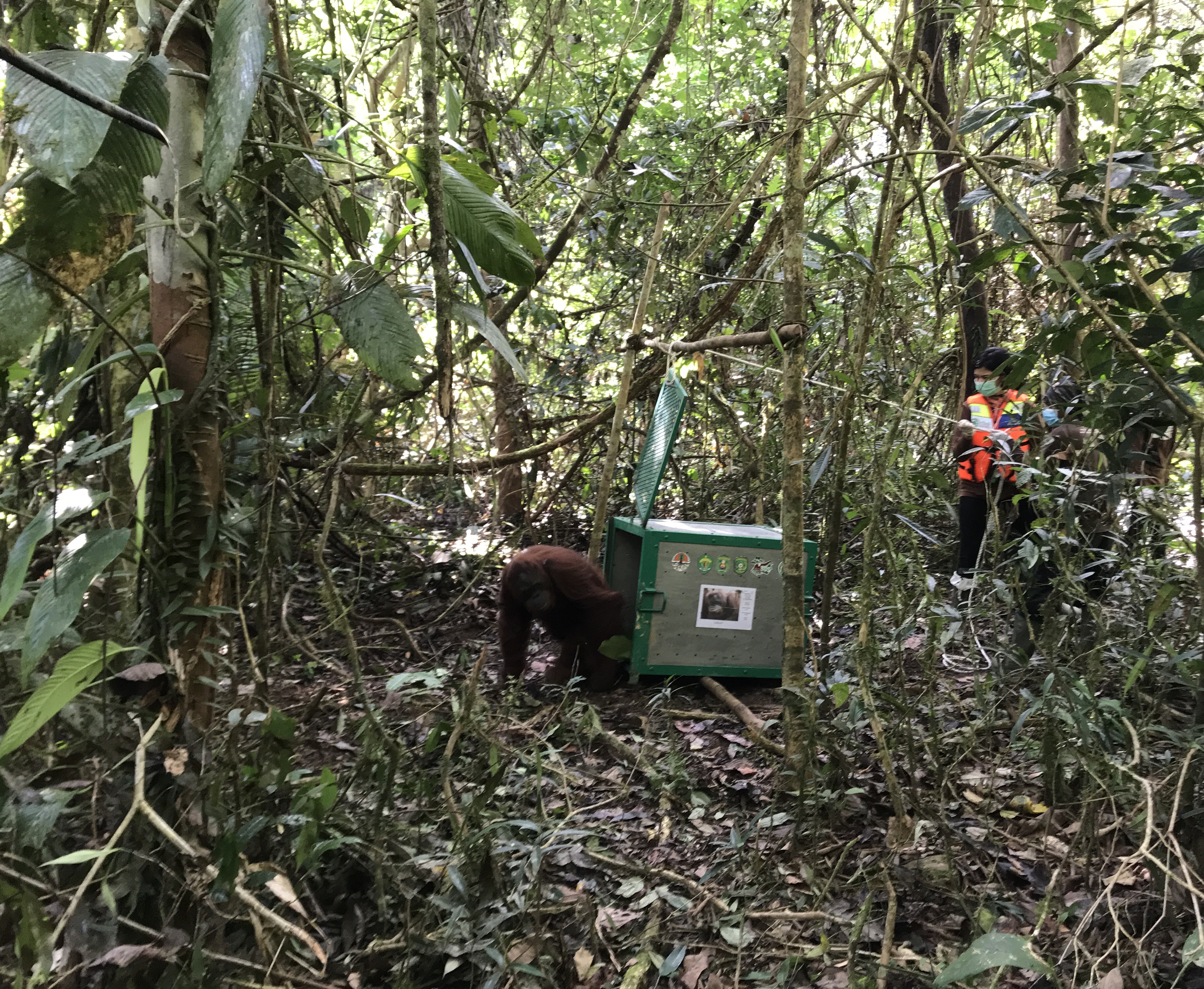 Laila open cages by Riana Andam Dewi - Borneo Orangutan Survival Australia
