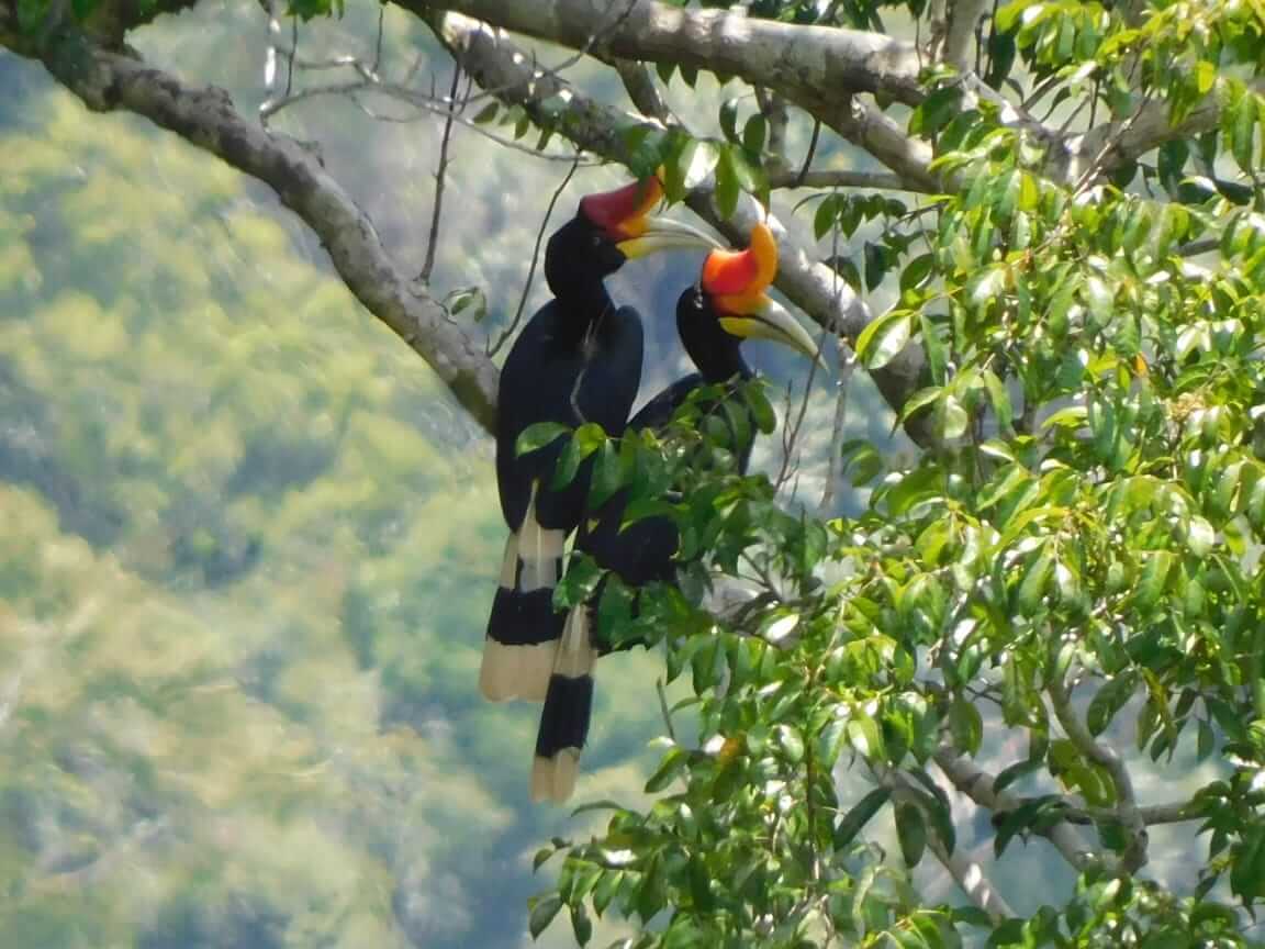 Rangkong badak Buceros rhinoceros By Hilal - Borneo Orangutan Survival ...