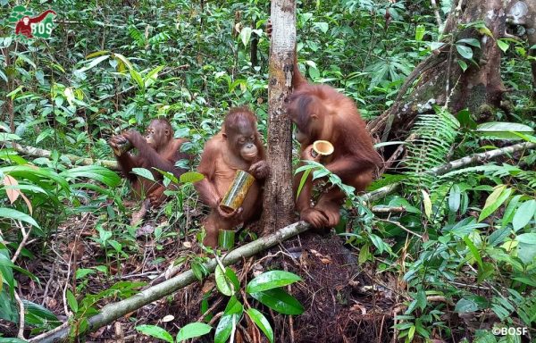 PEER LESSON: HOW TO OPEN FOOD ENRICHMENT