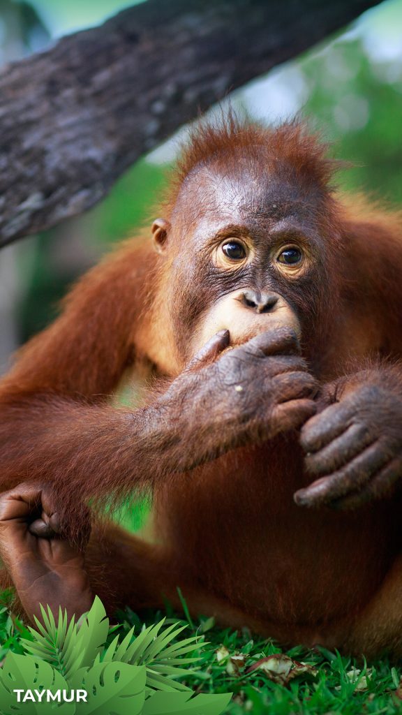 Screensavers - Borneo Orangutan Survival Australia