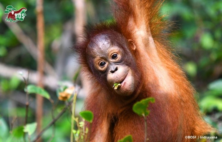 THE LITTLE INQUISITOR - Borneo Orangutan Survival Australia