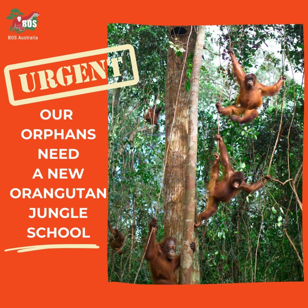 FOREST SCHOOLS - MUCH MORE THAN JUNGLE CLASSROOMS