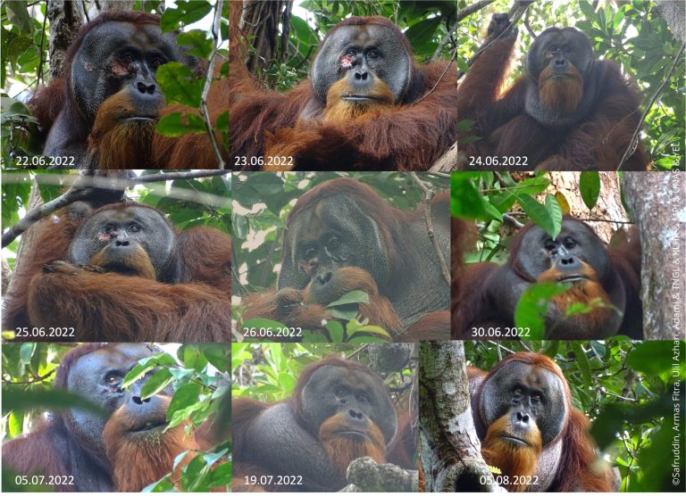 RAKUS HEALS HIS OWN INJURY - Borneo Orangutan Survival Australia