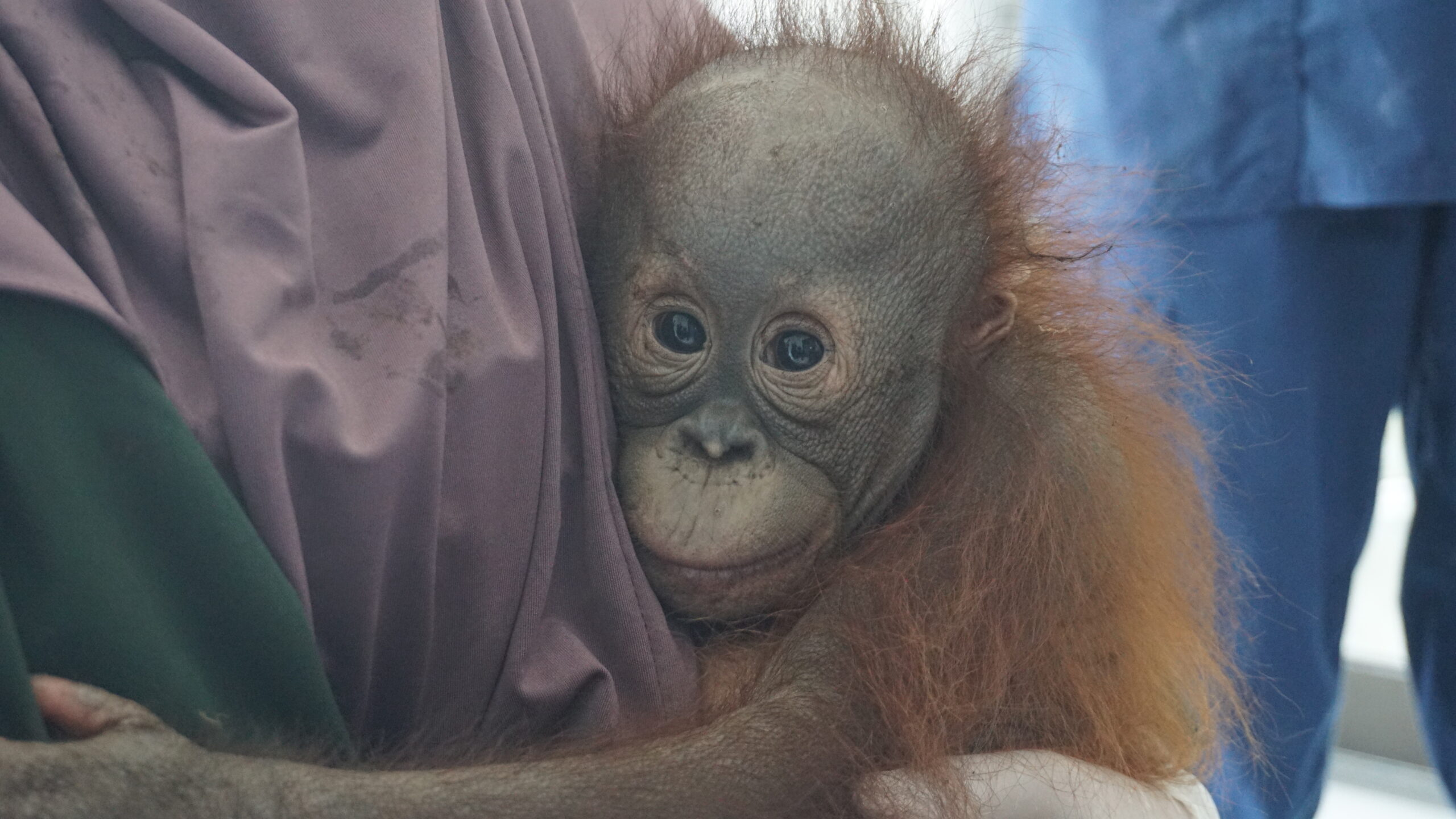 MEET BABY JENNY - Borneo Orangutan Survival Australia