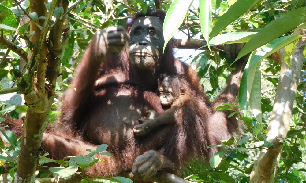 INUNG, INDIE AND BABY INDRO - Borneo Orangutan Survival Australia