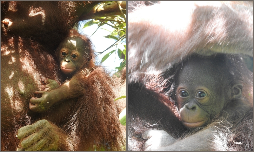 INUNG, INDIE AND BABY INDRO - Borneo Orangutan Survival Australia