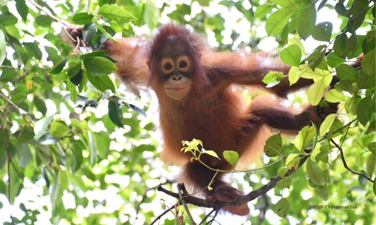 HEALING, LEARNING AND GROWING AT FOREST SCHOOL - Borneo Orangutan ...